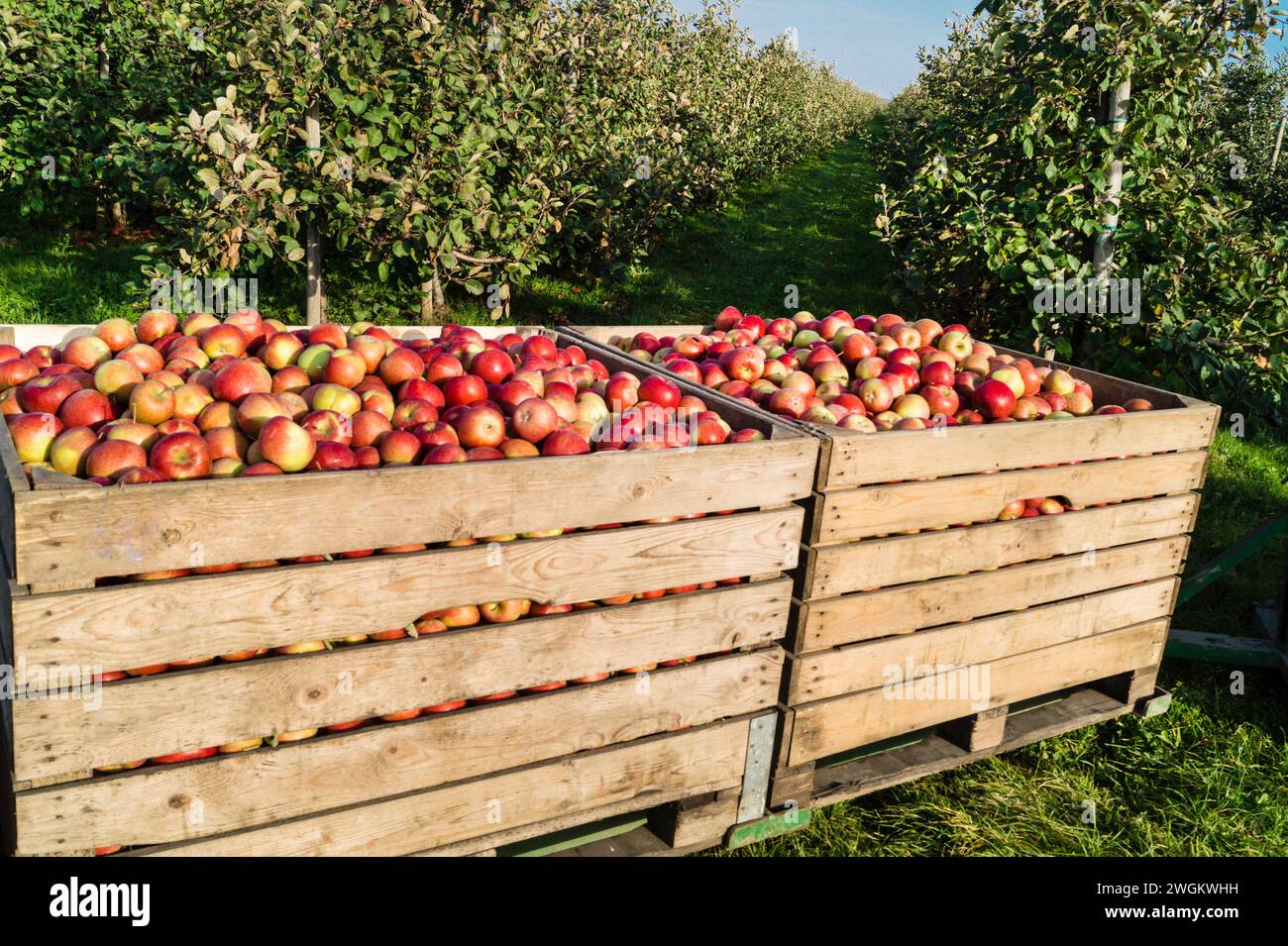 apple tree (Malus domestica), harvested apples in large wooden crates ...