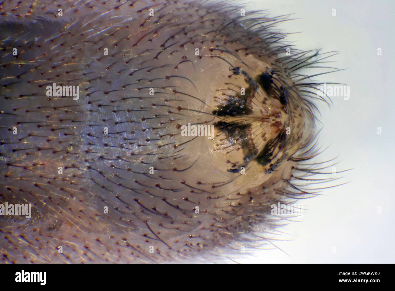 Long-bodied cellar spider, Longbodied cellar spider (Pholcus ...