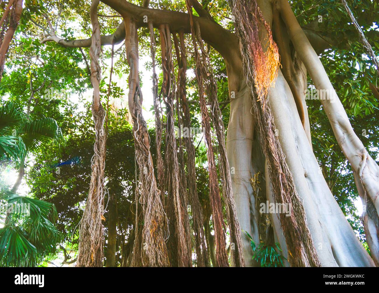 Lord Howe Banyan (Ficus macrophylla ssp. columnaris, Ficus columnaris ...