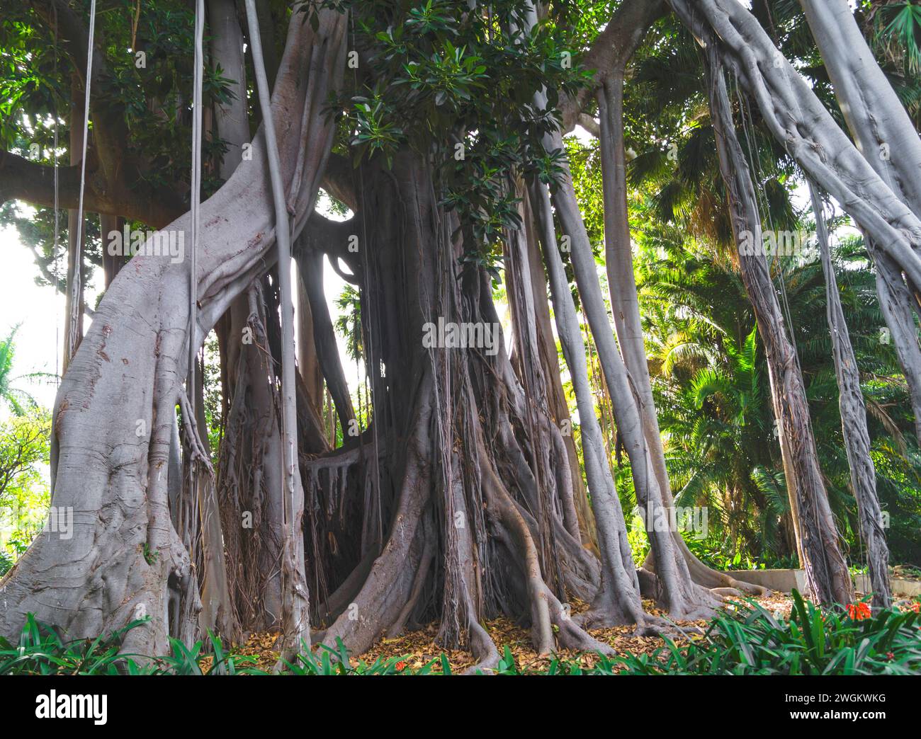 Lord Howe Banyan (Ficus macrophylla ssp. columnaris, Ficus columnaris ...