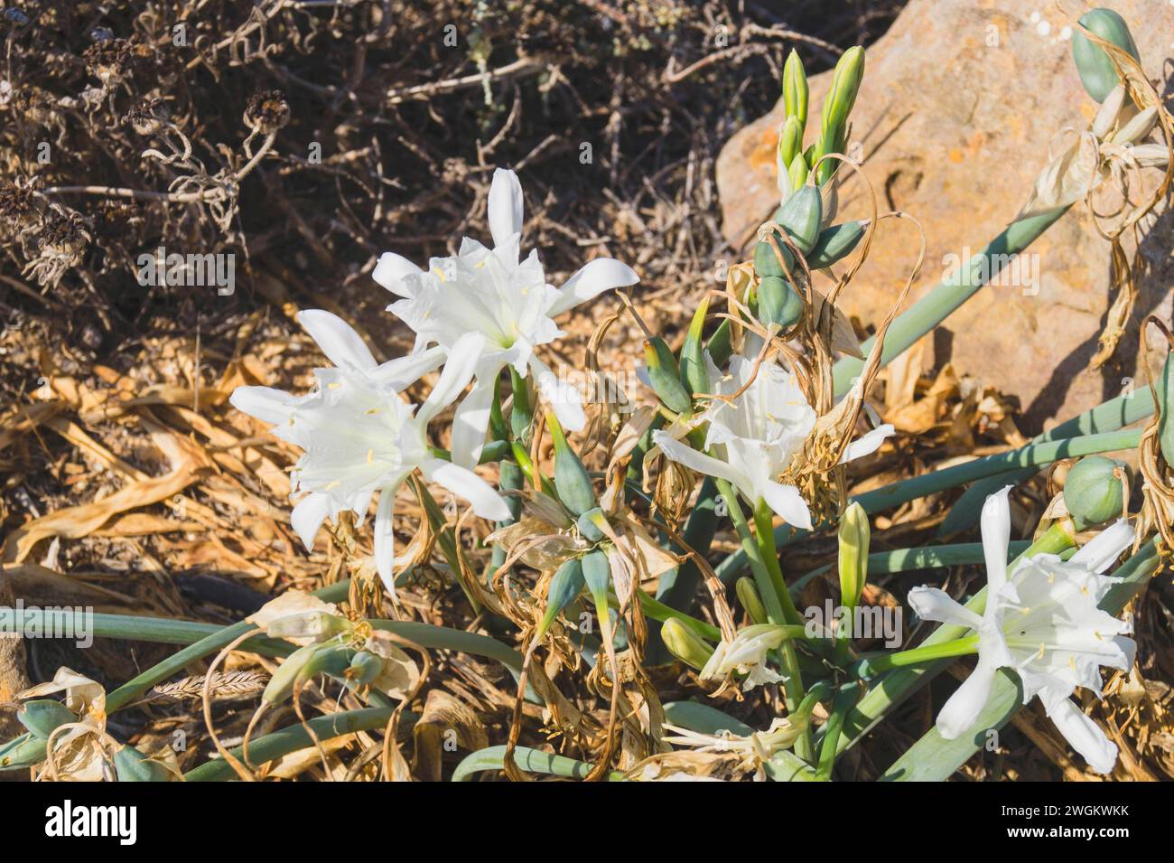 Sea Daffodill (Pancratium maritimum), blooming on the beach, Portugal ...