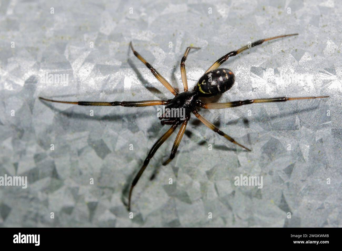 Male false katipo spider hi-res stock photography and images - Alamy