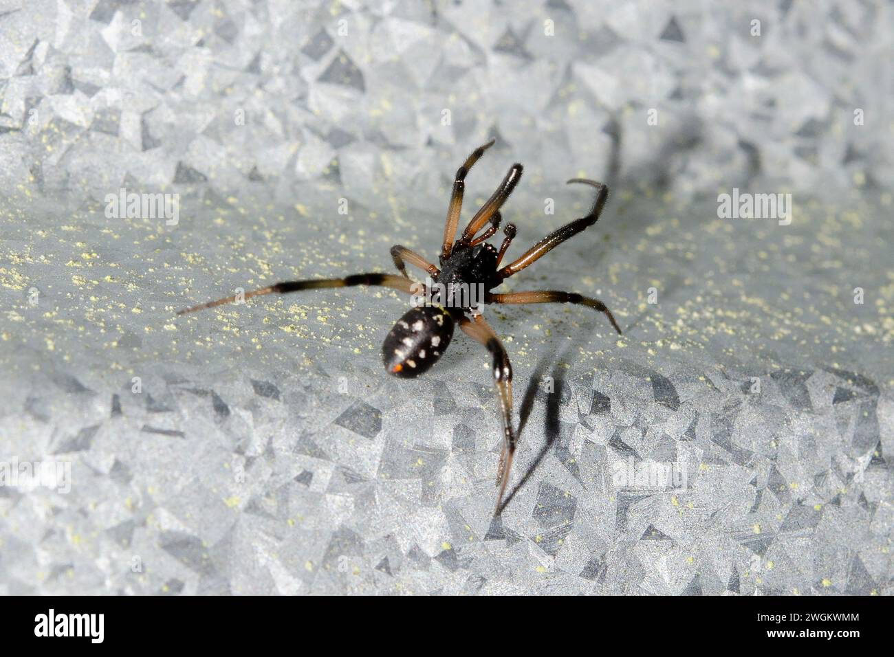 False black widow spider hi-res stock photography and images - Alamy