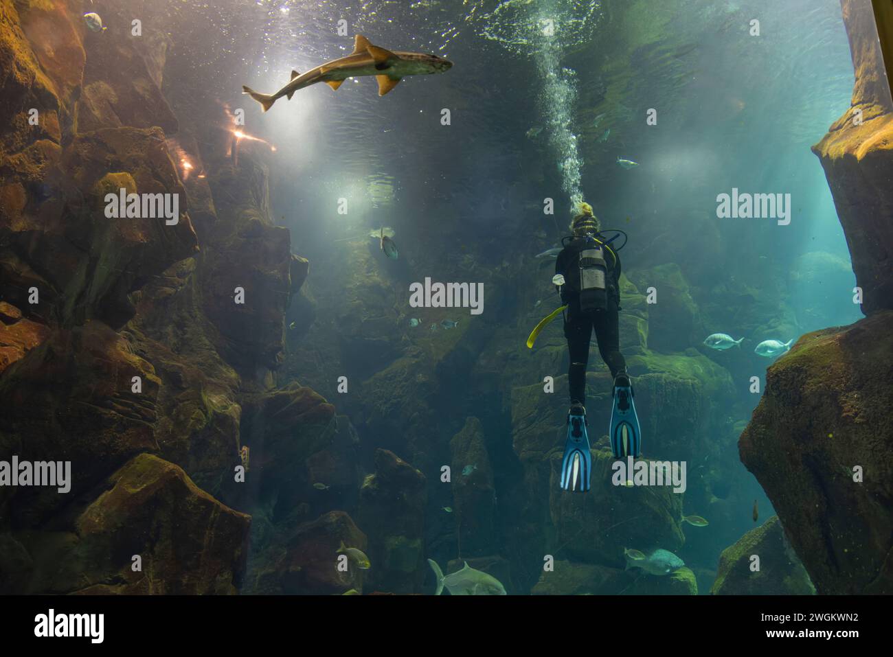 diver swimming with fishes and sharks, Madeira Stock Photo - Alamy