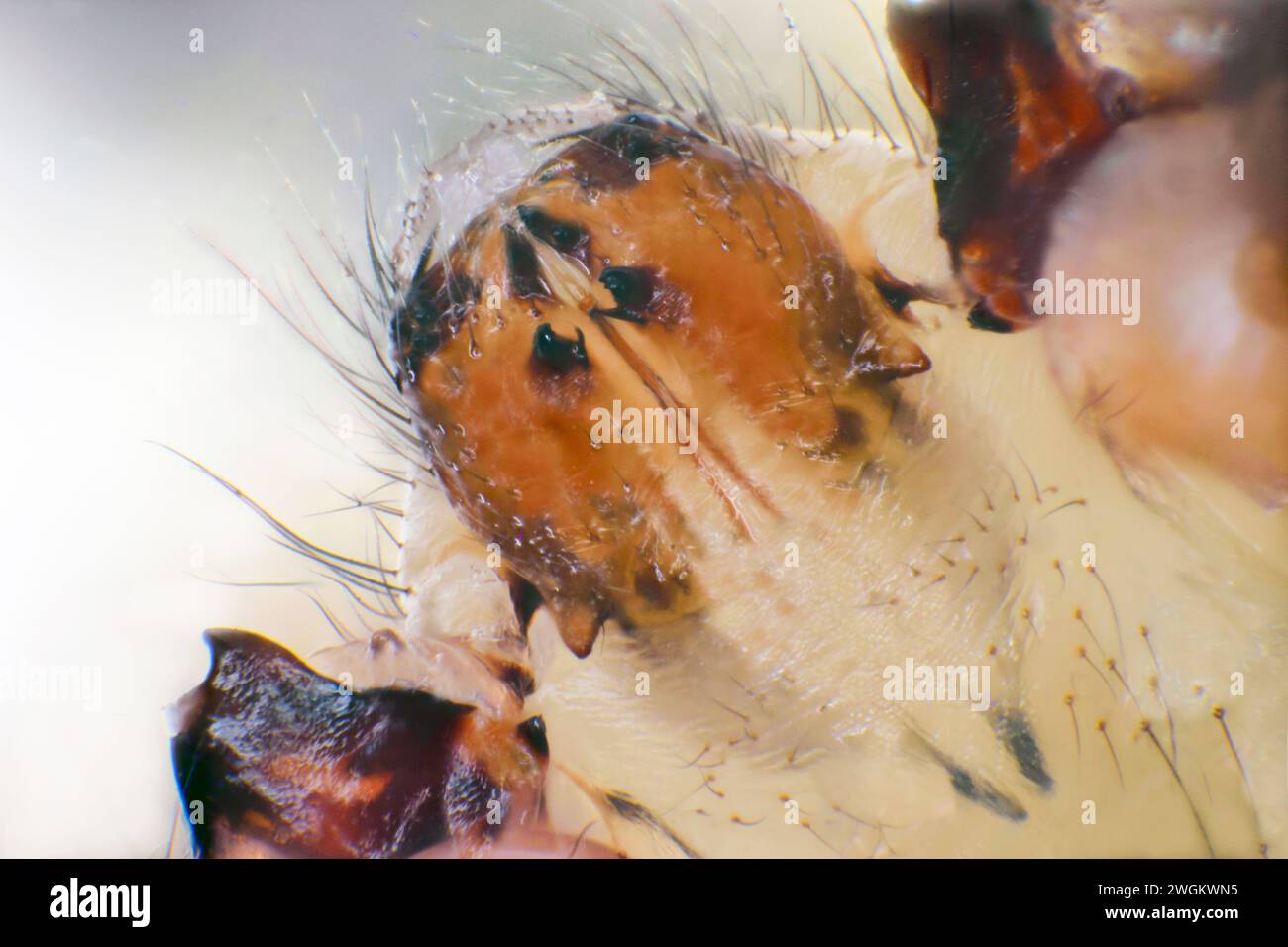 Long-bodied cellar spider, Longbodied cellar spider (Pholcus ...