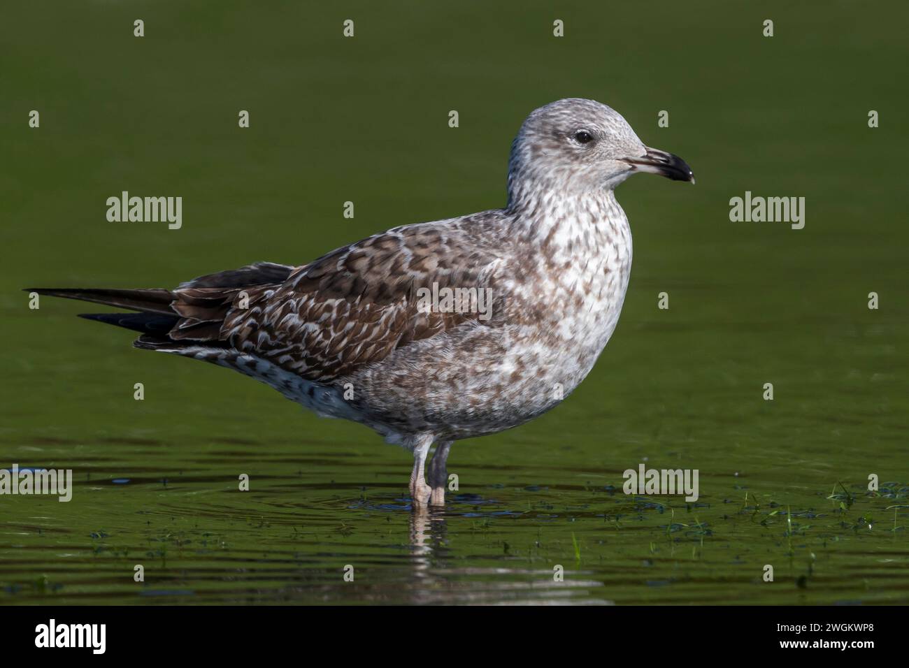 lesser black-backed gull (Larus fuscus), immature bird standing in ...