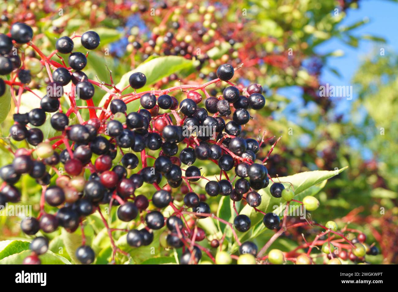 European black elder, Elderberry, Common elder (Sambucus nigra), branch ...