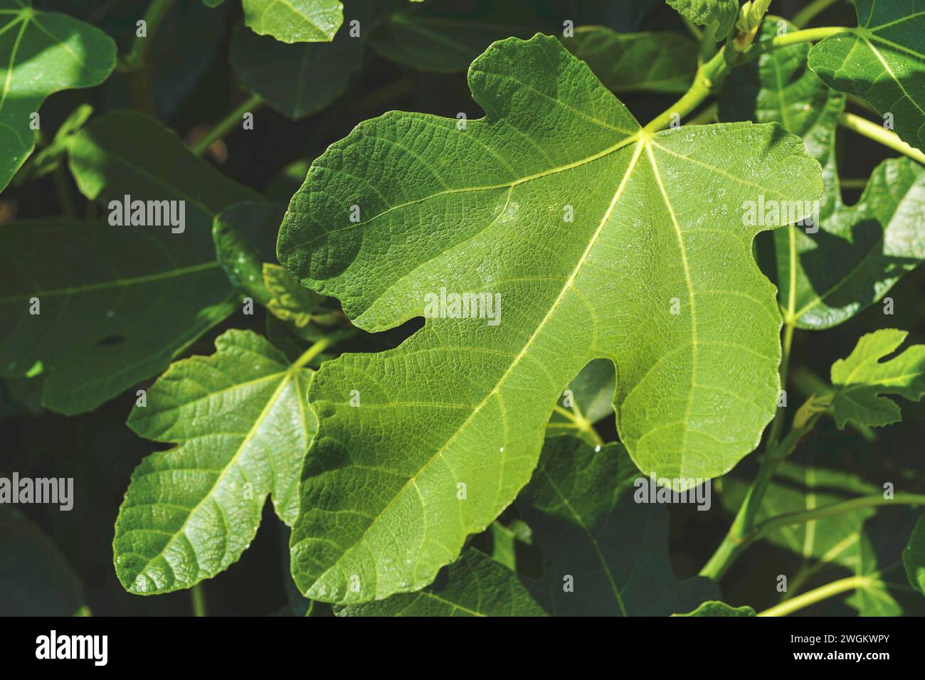 Edible fig, Common fig, Figtree (Ficus carica), figs on a tree Stock ...