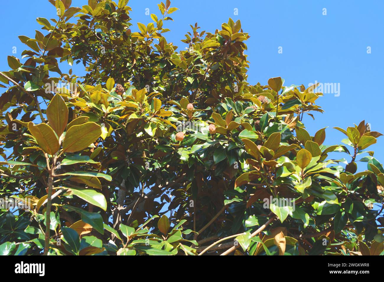 Southern Magnolia, Bull Ray, Evergreen Magnolia (Magnolia grandiflora ...
