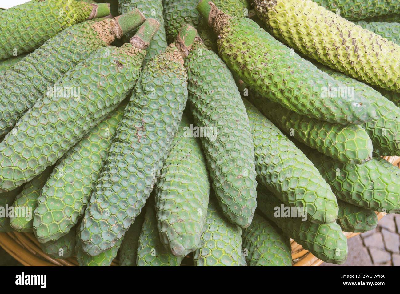 Mexican breadfruits hi-res stock photography and images - Alamy
