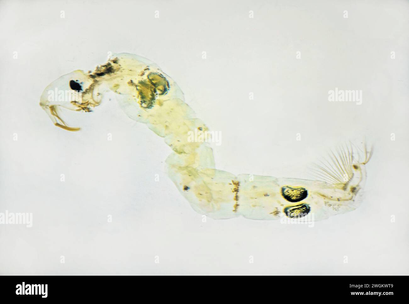 Phantom midge (Chaoborus spec.), Mosquito larva, microscope image ...