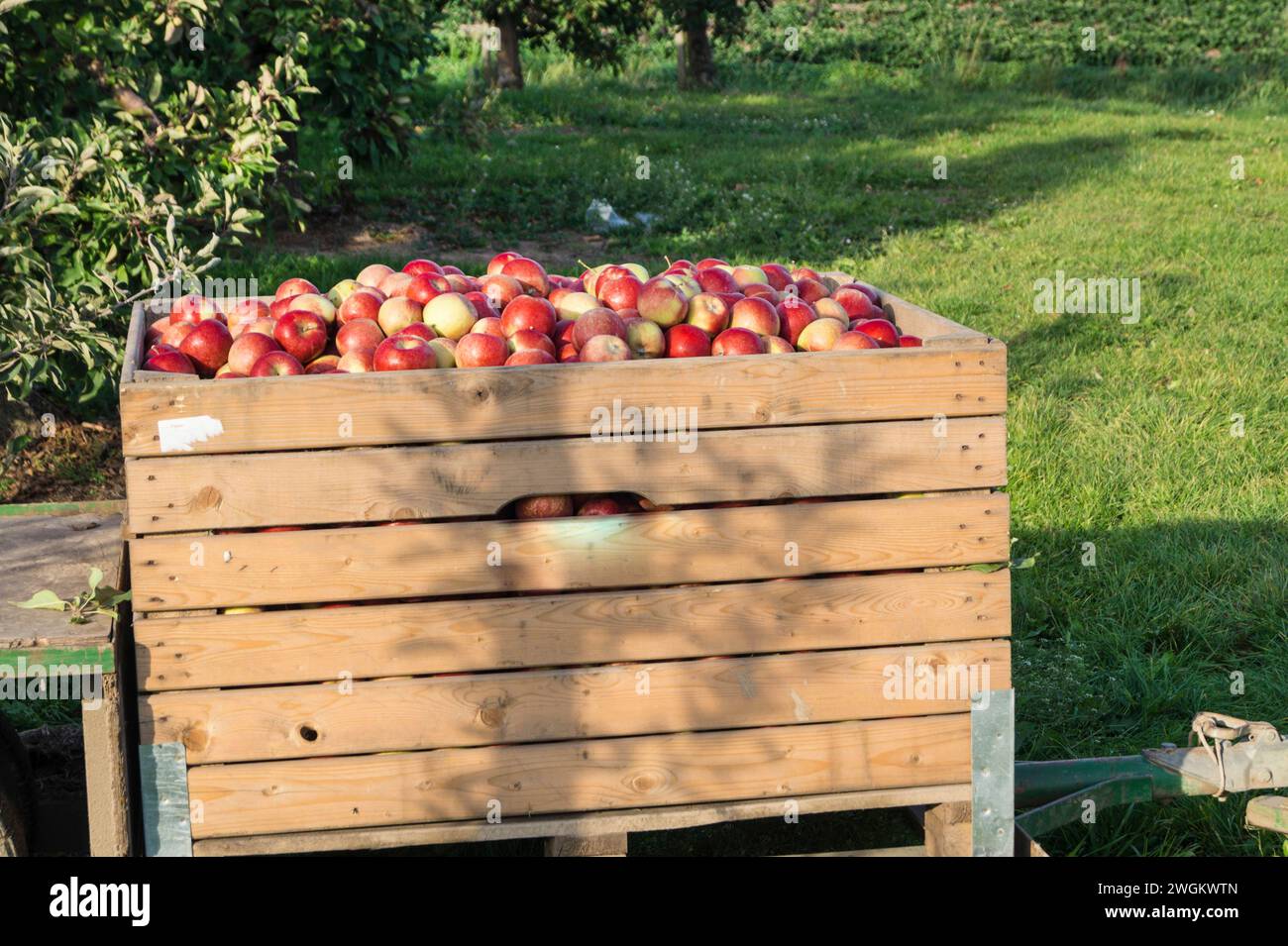 apple tree (Malus domestica), harvested apples in a large wooden crate ...