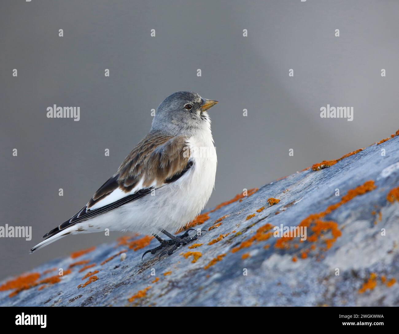 white-winged snow finch (Montifringilla nivalis), sits on a lichen ...