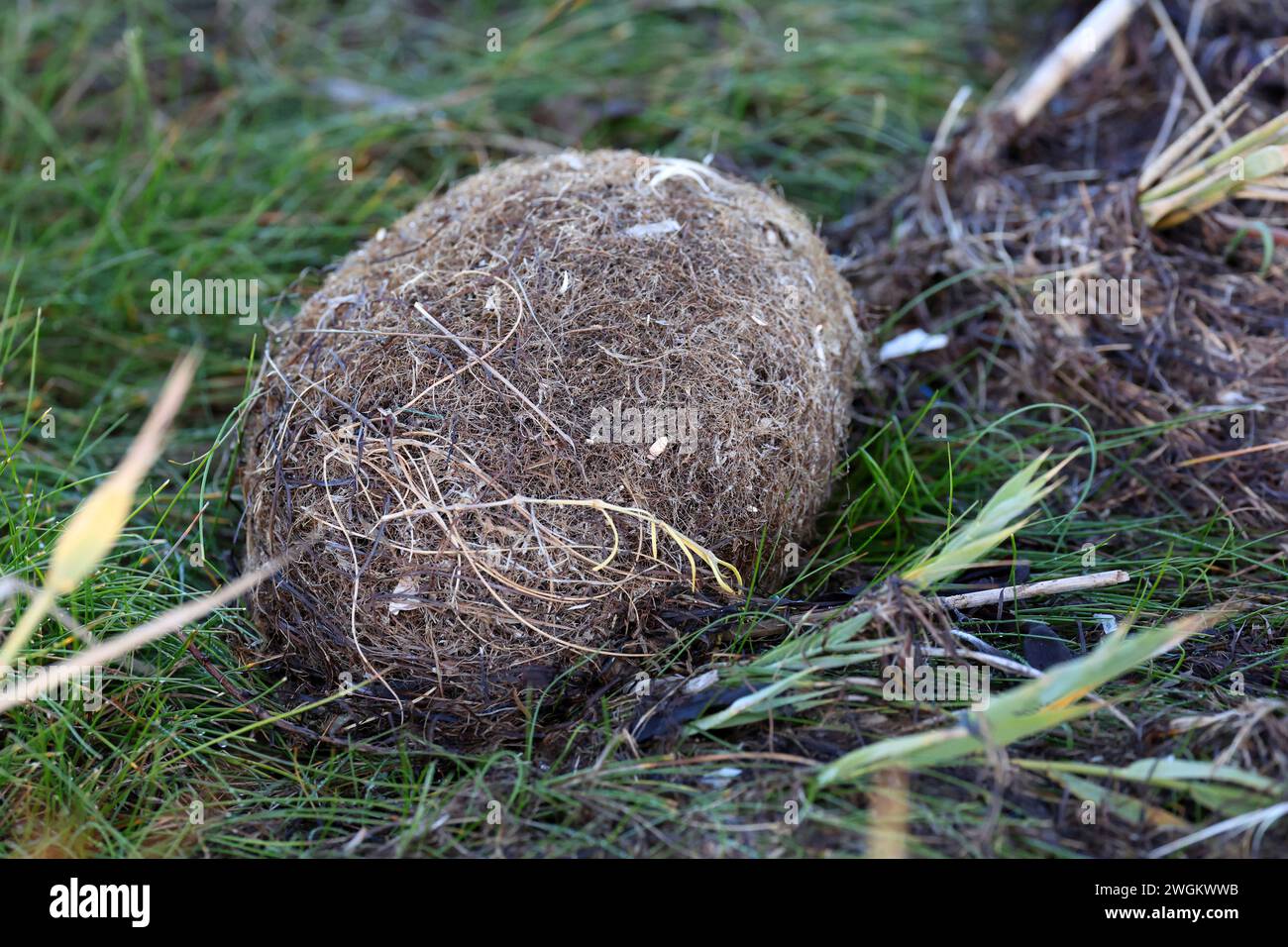 sea ball on the beach of the North Sea, Daenemark, Juetland, North Sea ...