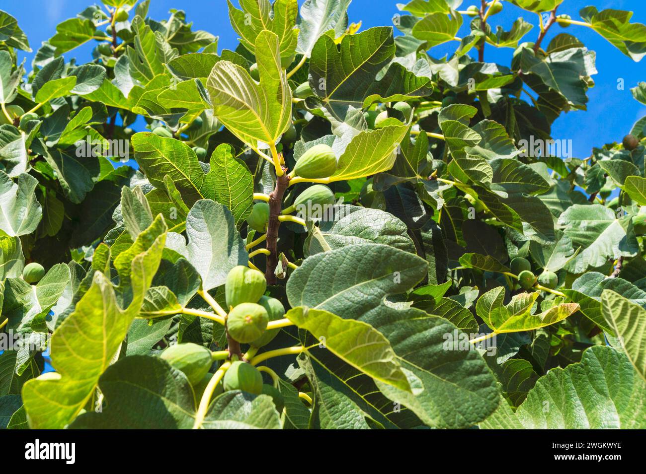 Edible fig, Common fig, Figtree (Ficus carica), figs on a tree Stock ...