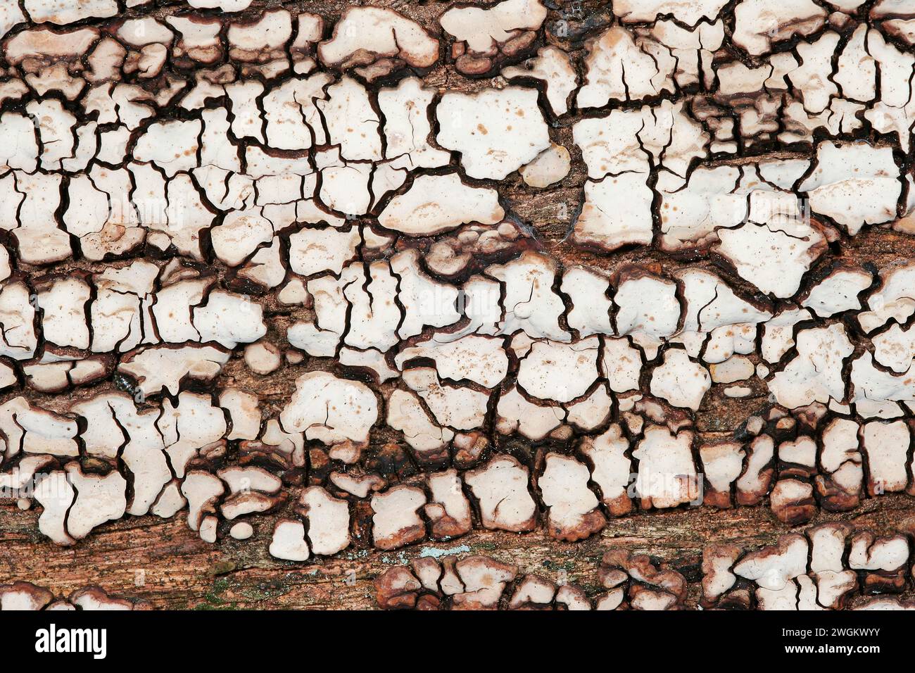 ceramic fungus, ceramic parchmen (Xylobolus frustulatus), top view ...