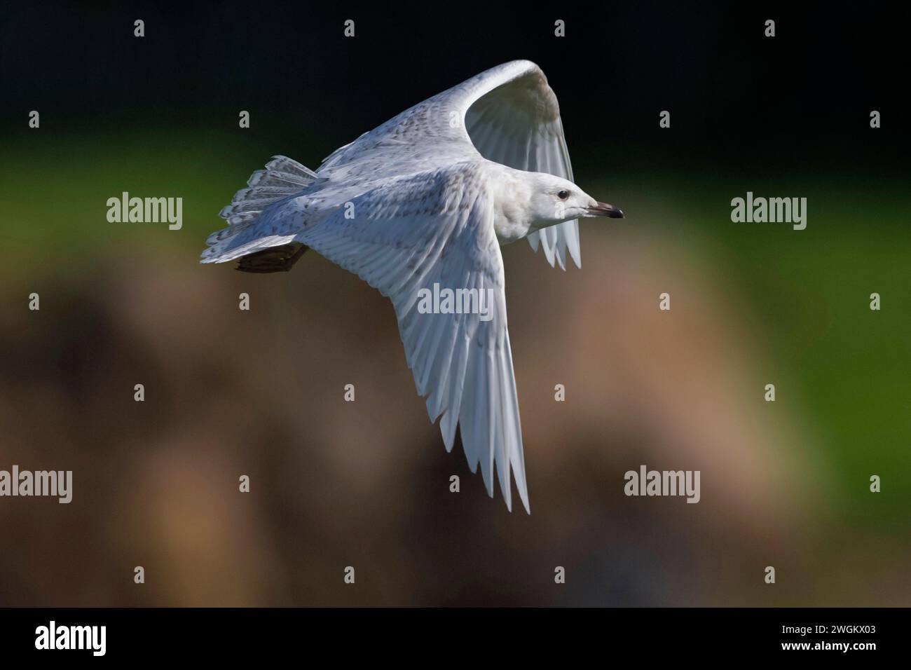 Iceland gull (Larus glaucoides), juvenile Iceland gull in flight, side ...