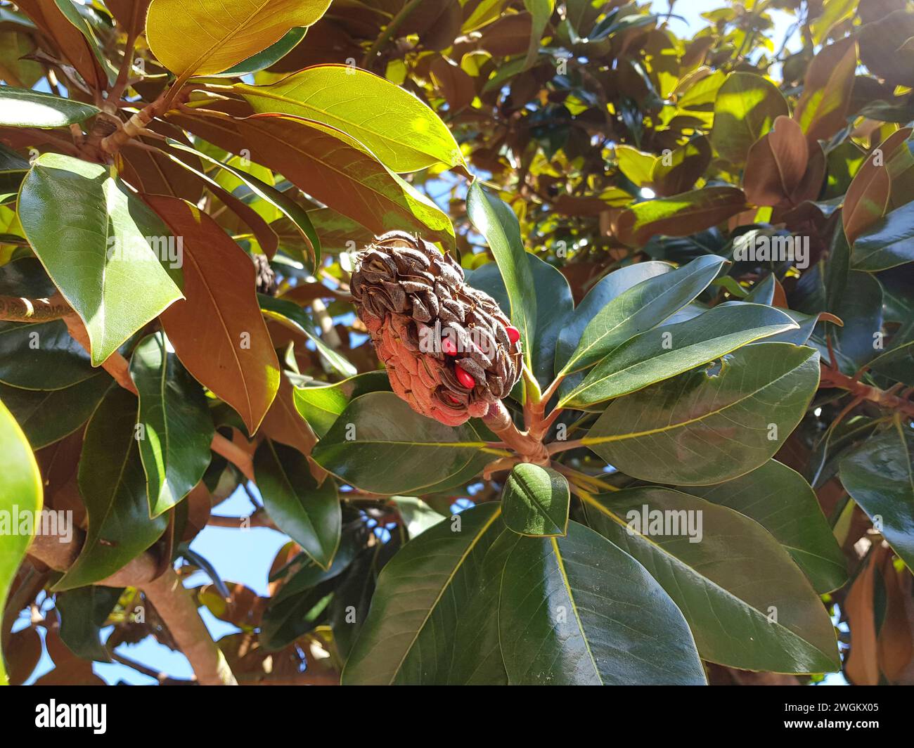 Southern Magnolia, Bull Ray, Evergreen Magnolia (Magnolia grandiflora ...