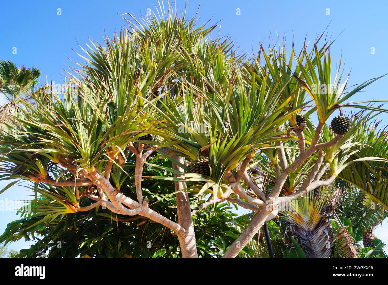 pahong, screw pine (Pandanus utilis), Tree with fruits Stock Photo - Alamy