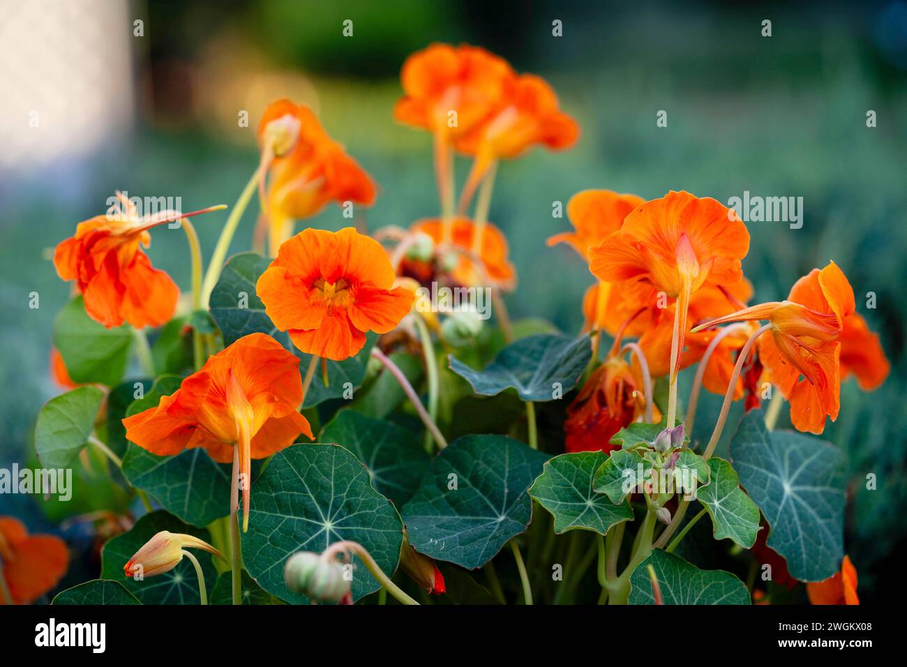 Indian cress, common nasturtium, garden nasturtium (Tropaeolum majus ...