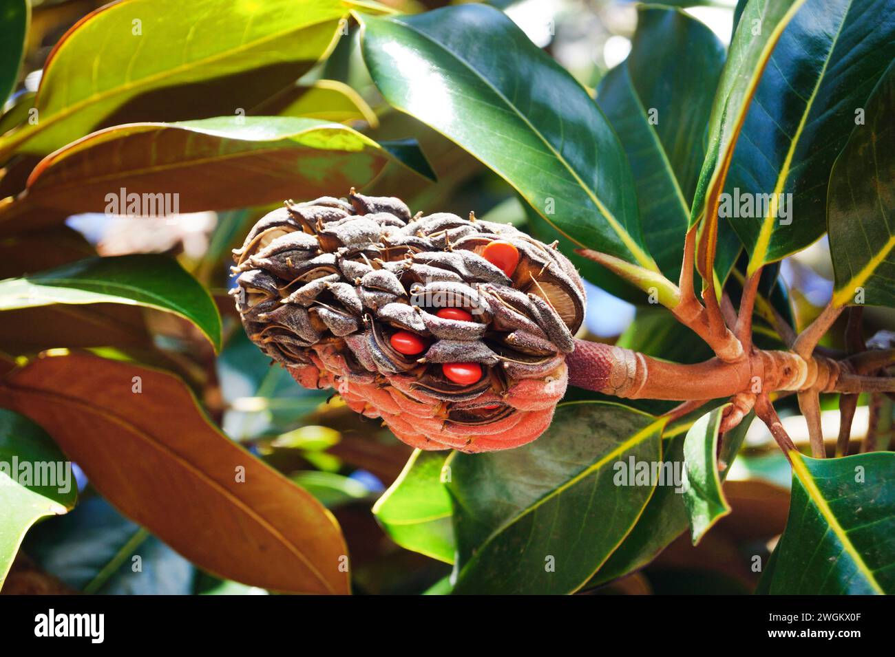 Southern Magnolia, Bull Ray, Evergreen Magnolia (Magnolia grandiflora ...