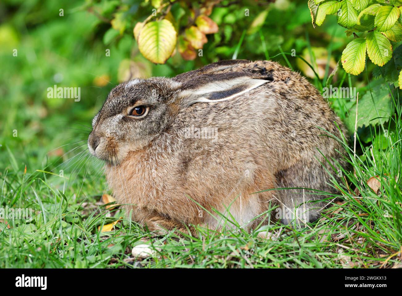 European hare, Brown hare (Lepus europaeus), sitting on the edge of the ...