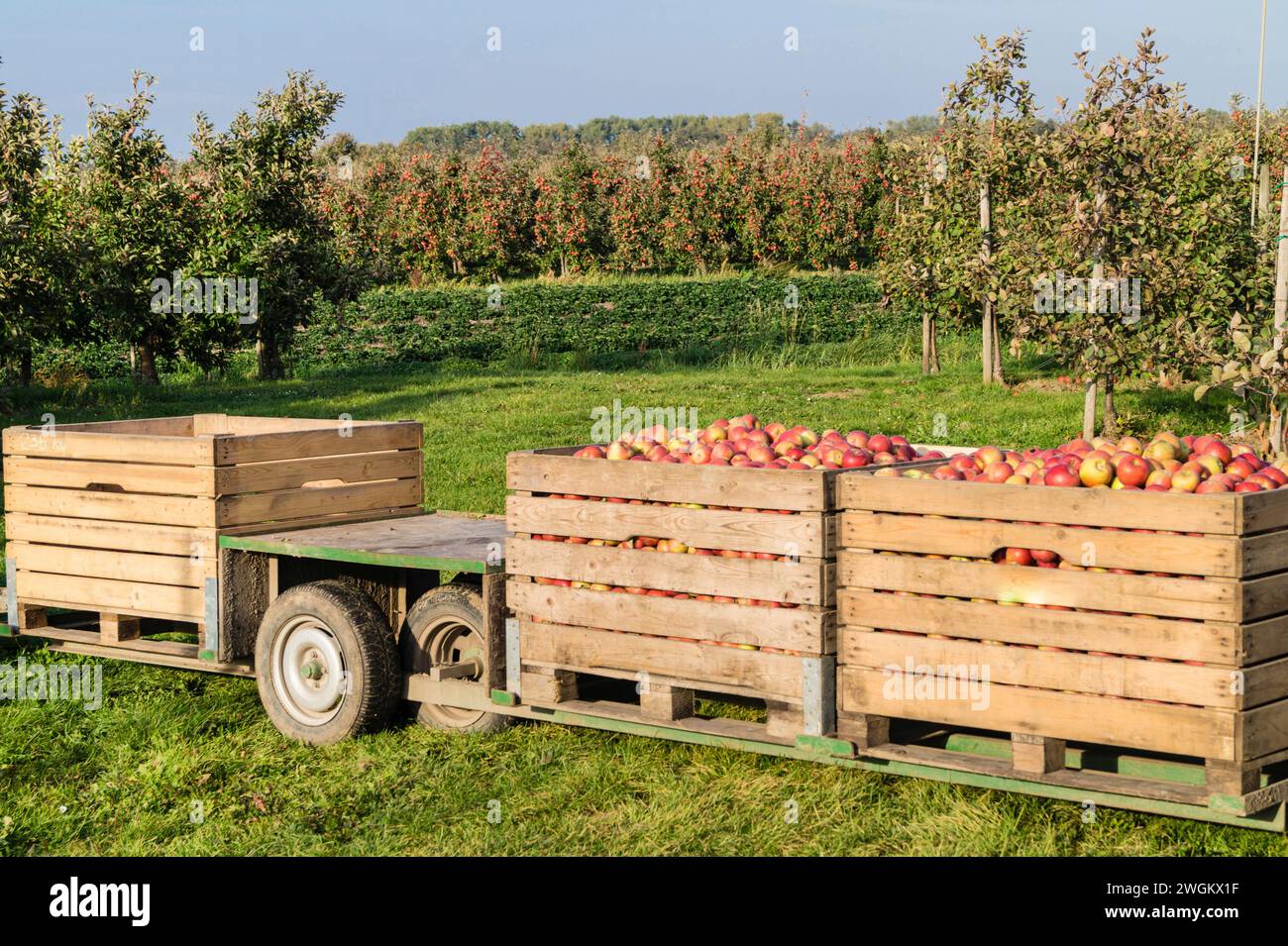 apple tree (Malus domestica), harvested apples in large wooden crates ...