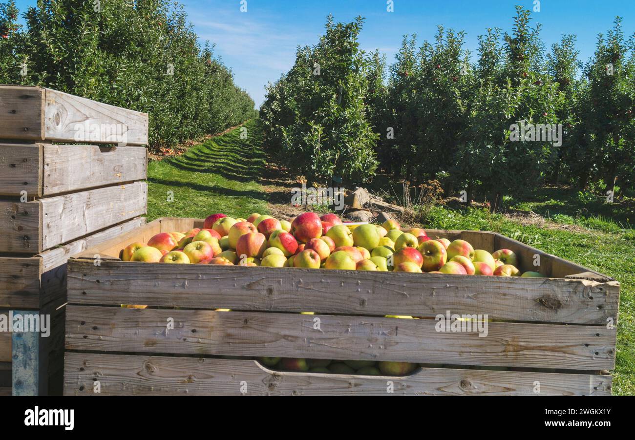 apple tree (Malus domestica), harvested apples in a large wooden crate ...