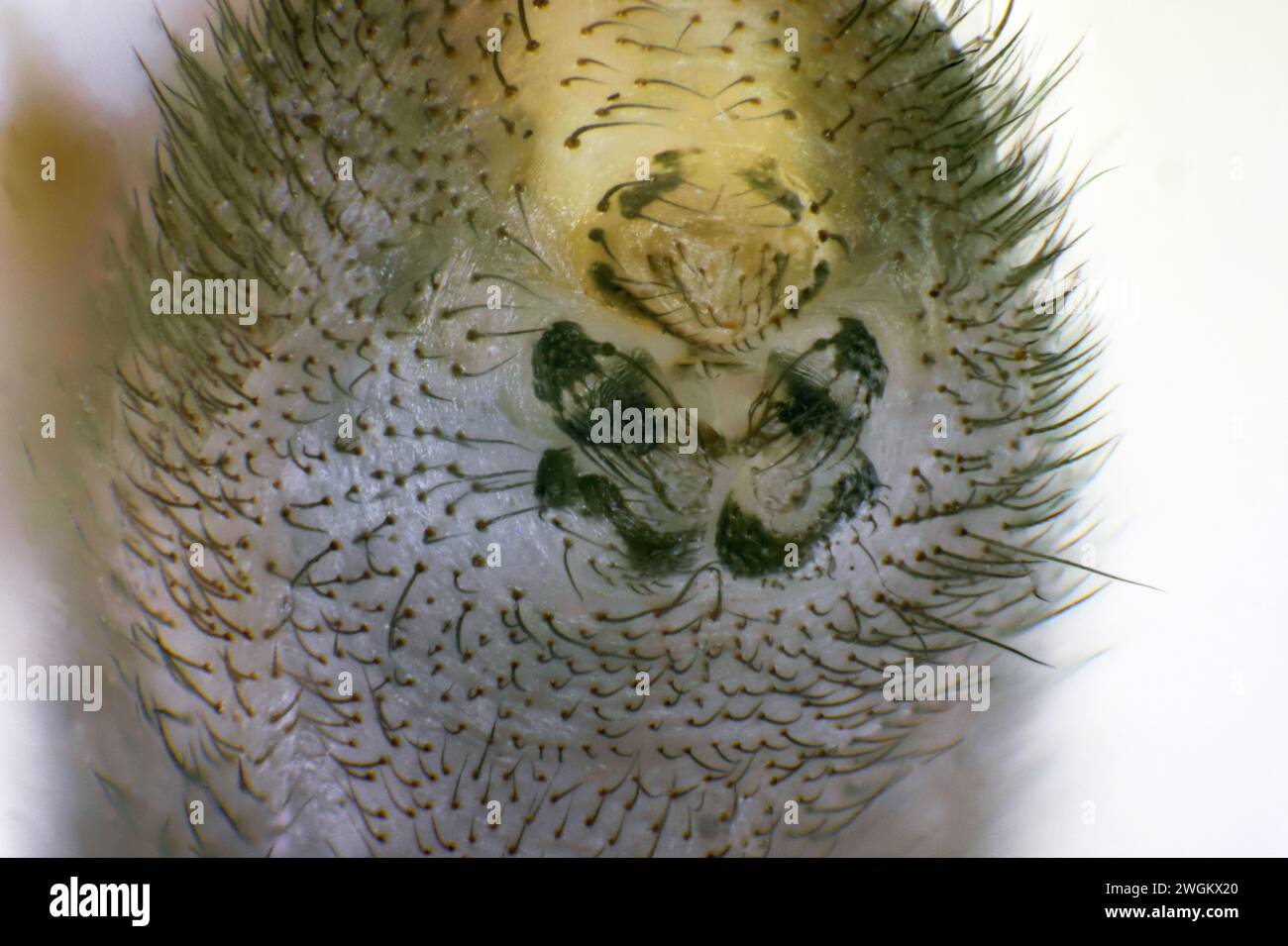 Long-bodied cellar spider, Longbodied cellar spider (Pholcus ...