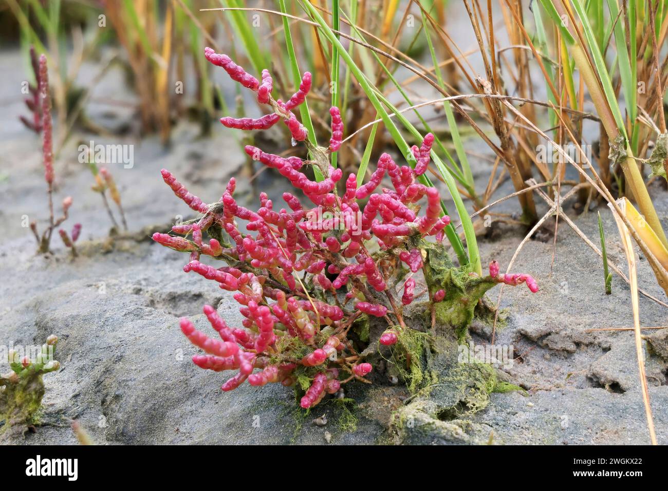 Salicornia europaea aggregat hi-res stock photography and images - Alamy