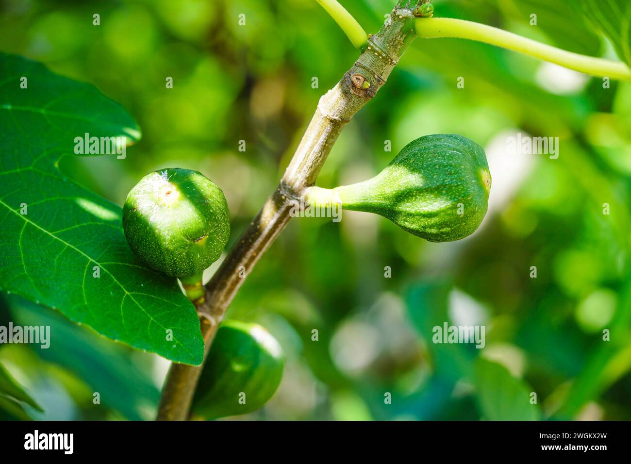 Edible fig, Common fig, Figtree (Ficus carica), figs on a tree Stock ...