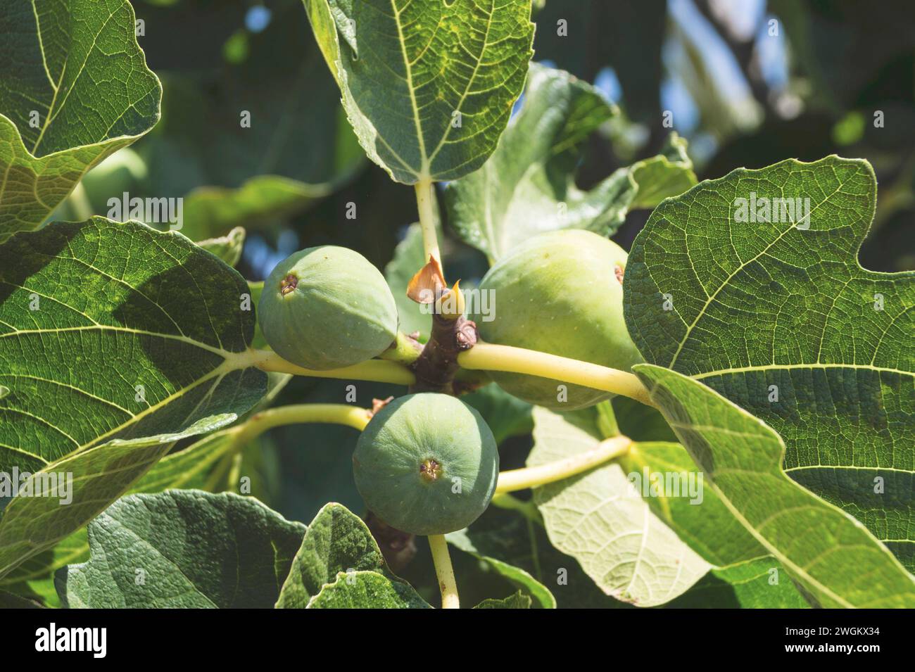 Edible fig, Common fig, Figtree (Ficus carica), figs on a tree Stock ...