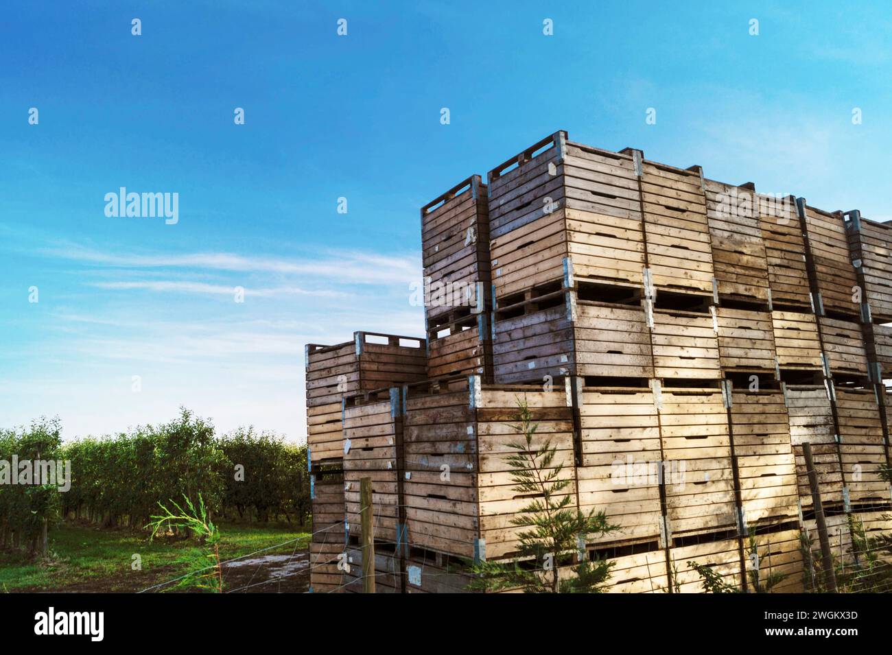 apple tree (Malus domestica), wooden boxes for storing apples at an ...