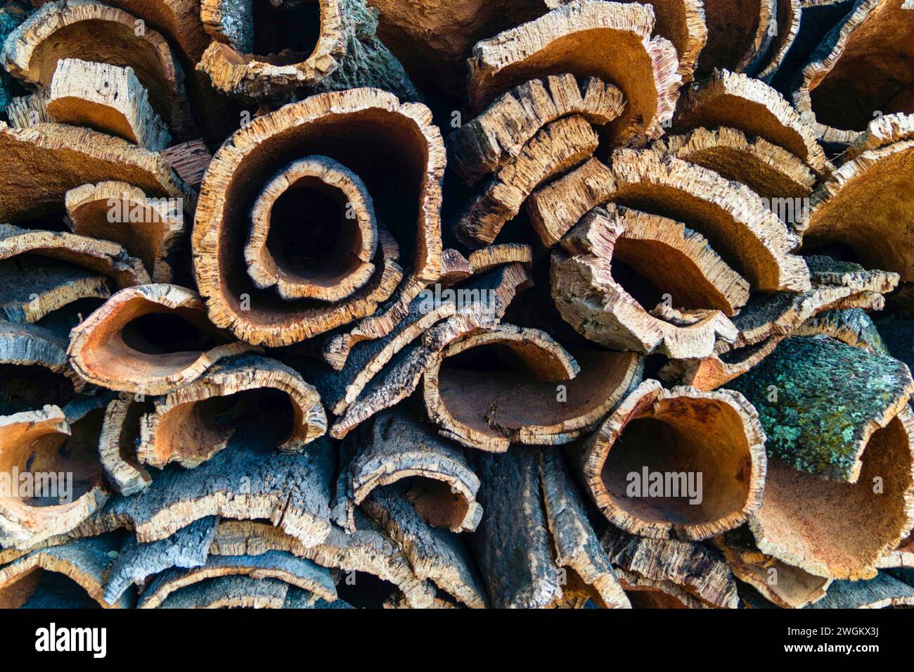 cork oak (Quercus suber), harvested cork Stock Photo - Alamy