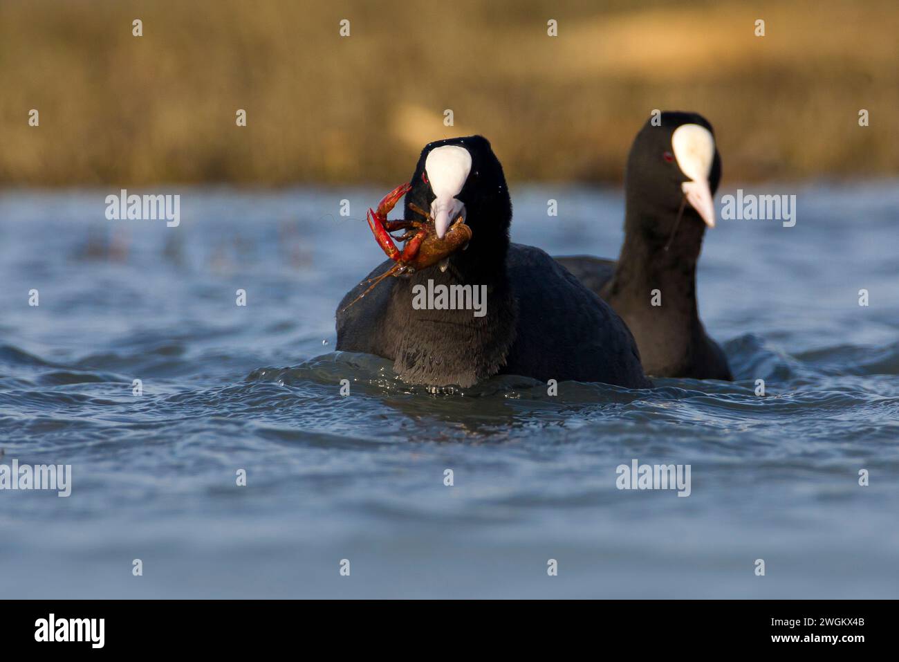 black coot, Eurasian coot, common coot (Fulica atra), swimming with ...