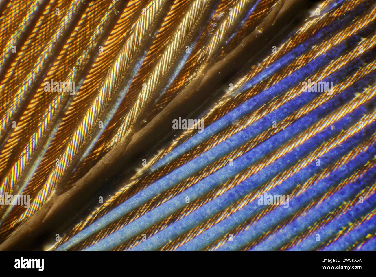 jay (Garrulus glandarius), Feather, detail, microscope photo, Germany ...