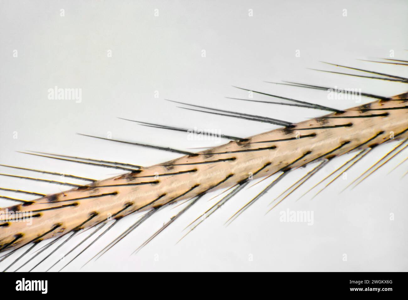 Long-bodied cellar spider, Longbodied cellar spider (Pholcus ...