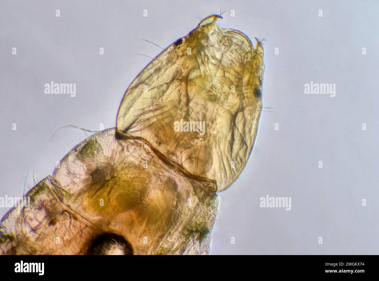 Phantom midge (Chaoborus spec.), Mosquito larva, microscope image ...