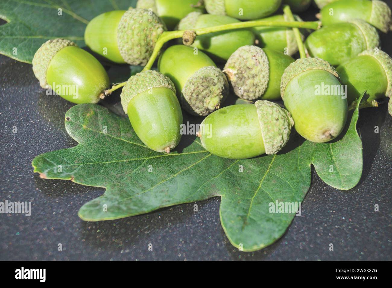 common oak, pedunculate oak, English oak (Quercus robur, Quercus ...