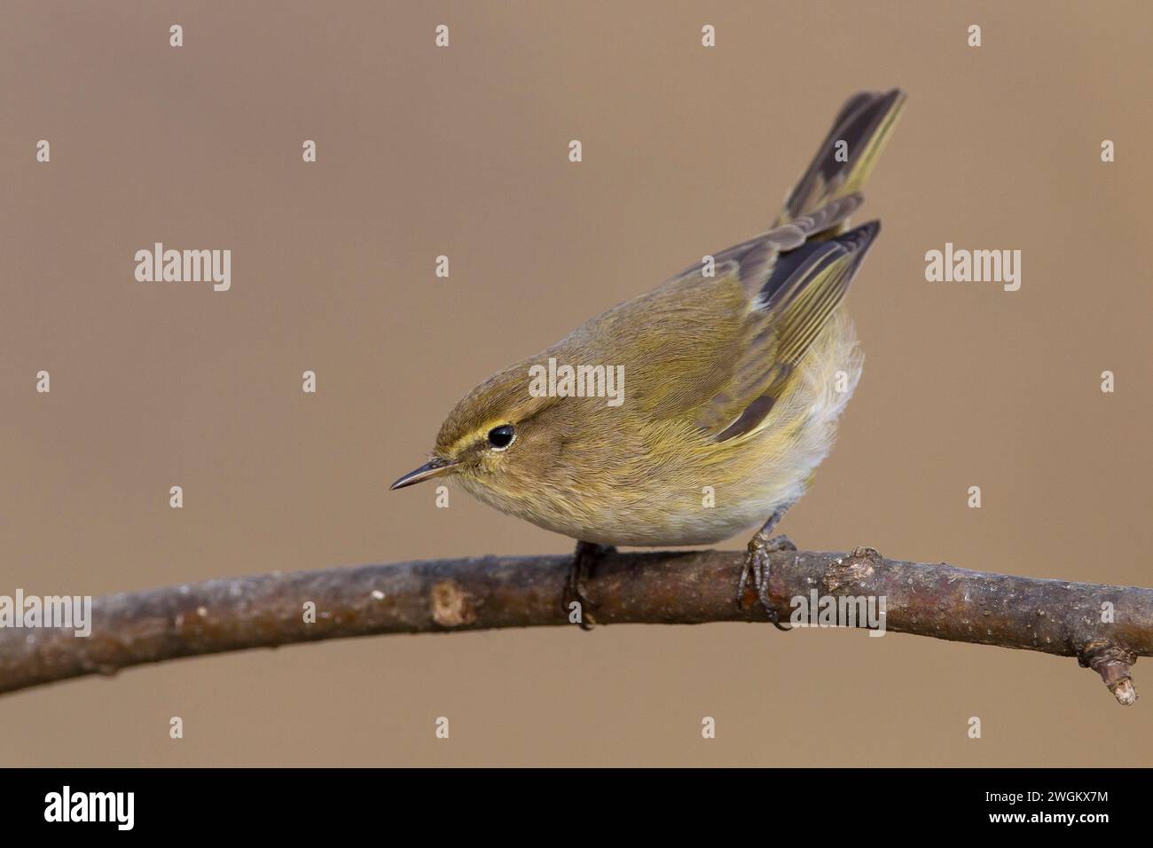 chiffchaff, common chiffchaff (Phylloscopus collybita), perching on a ...