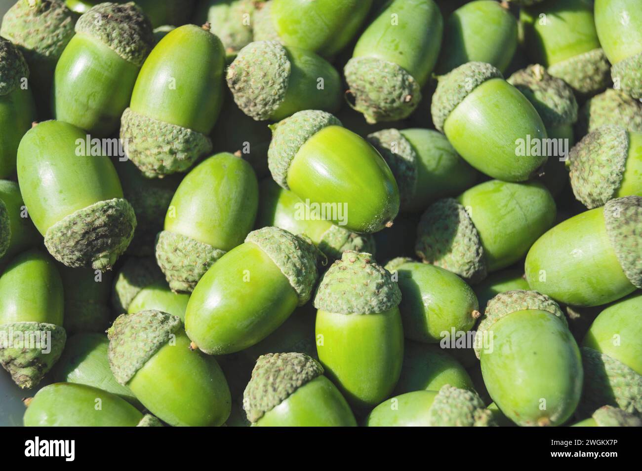 common oak, pedunculate oak, English oak (Quercus robur, Quercus ...