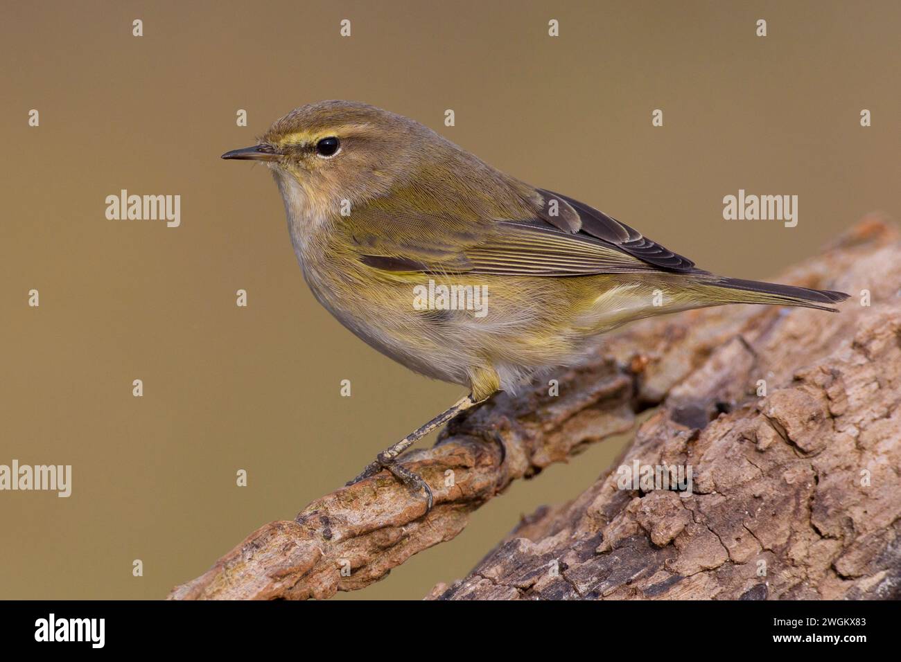 chiffchaff, common chiffchaff (Phylloscopus collybita), perching on a ...