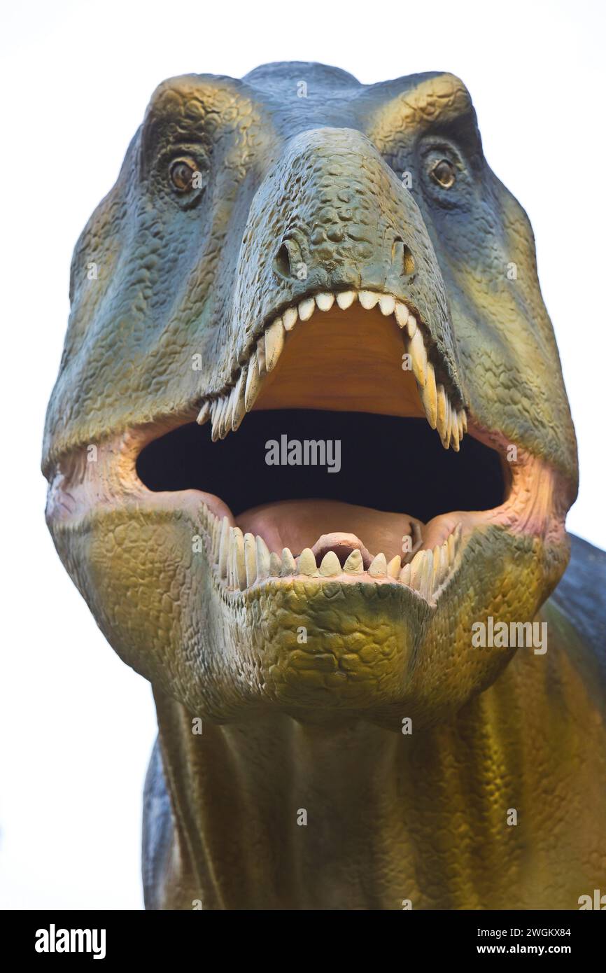 Tyrannosaurus rex, T. rex, T-Rex (Tyrannosaurus rex), dinosaur replica ...