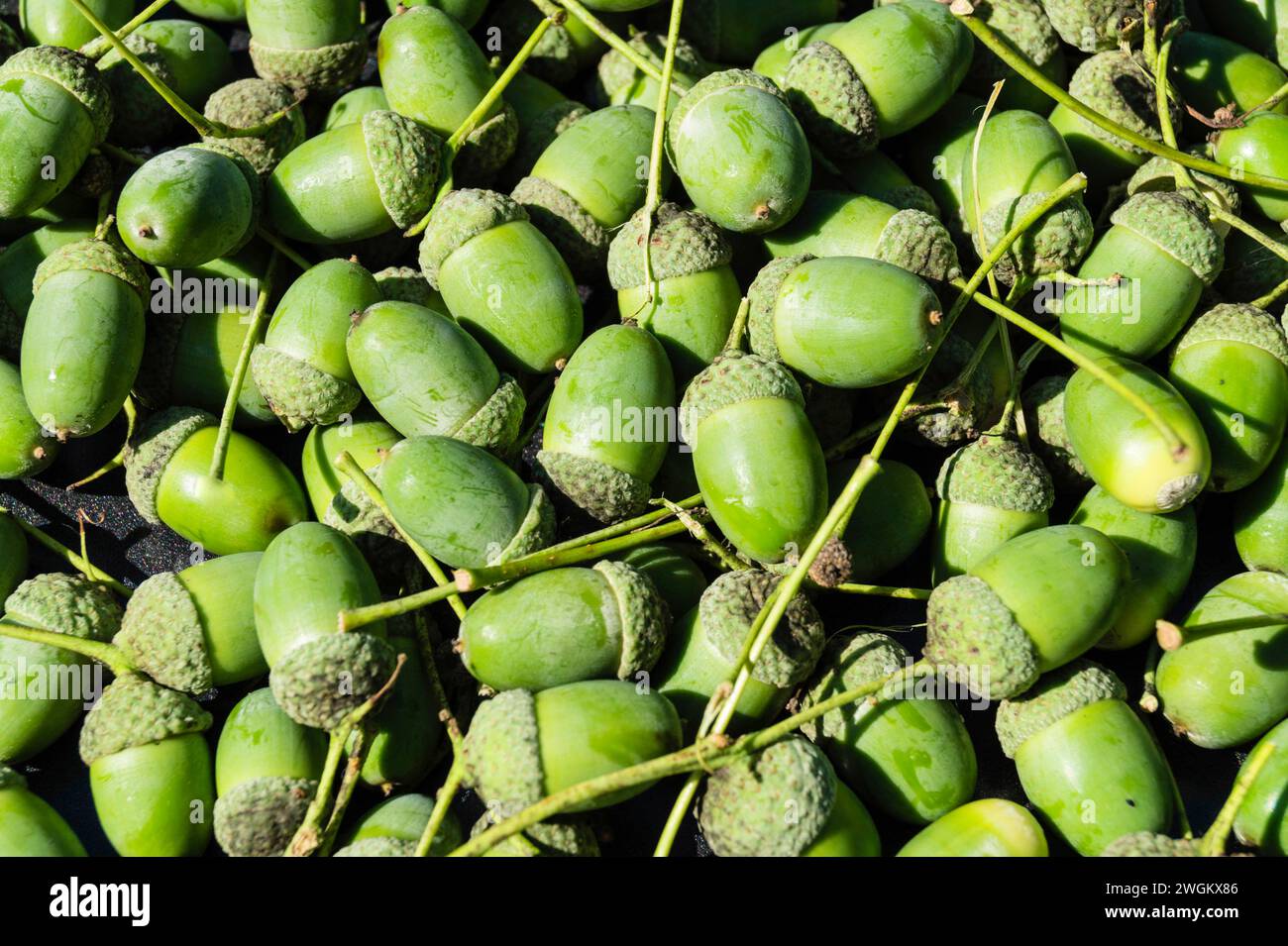 common oak, pedunculate oak, English oak (Quercus robur, Quercus ...