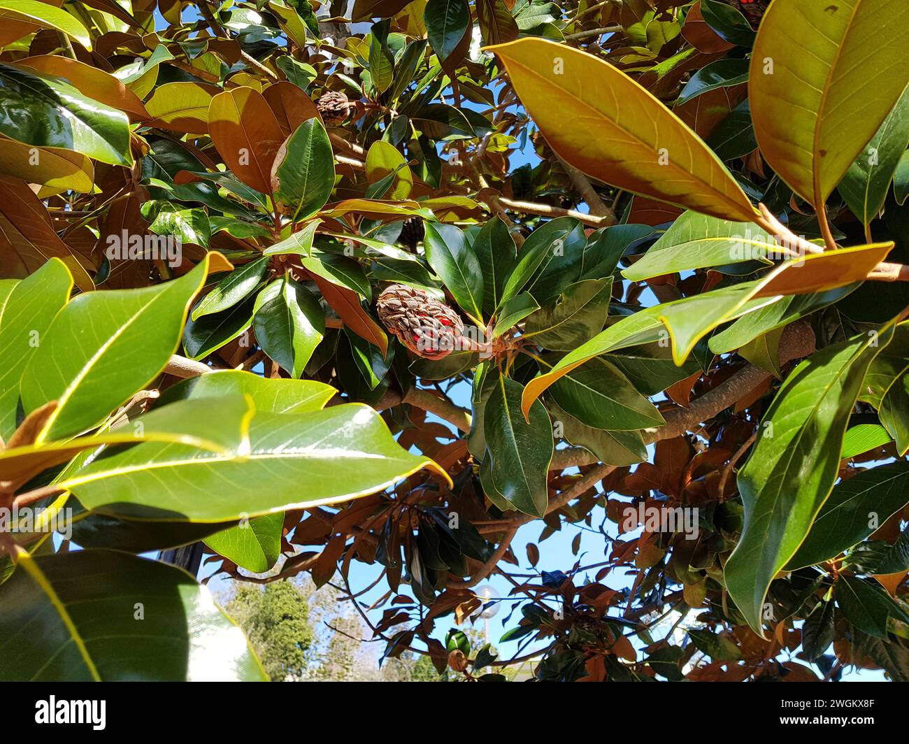 Southern Magnolia, Bull Ray, Evergreen Magnolia (Magnolia grandiflora ...