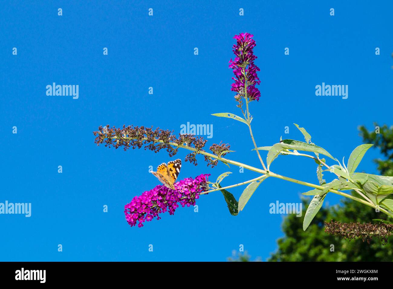 Butterfly bush, Violet butterfly bush, Summer lilac, Butterfly-bush ...