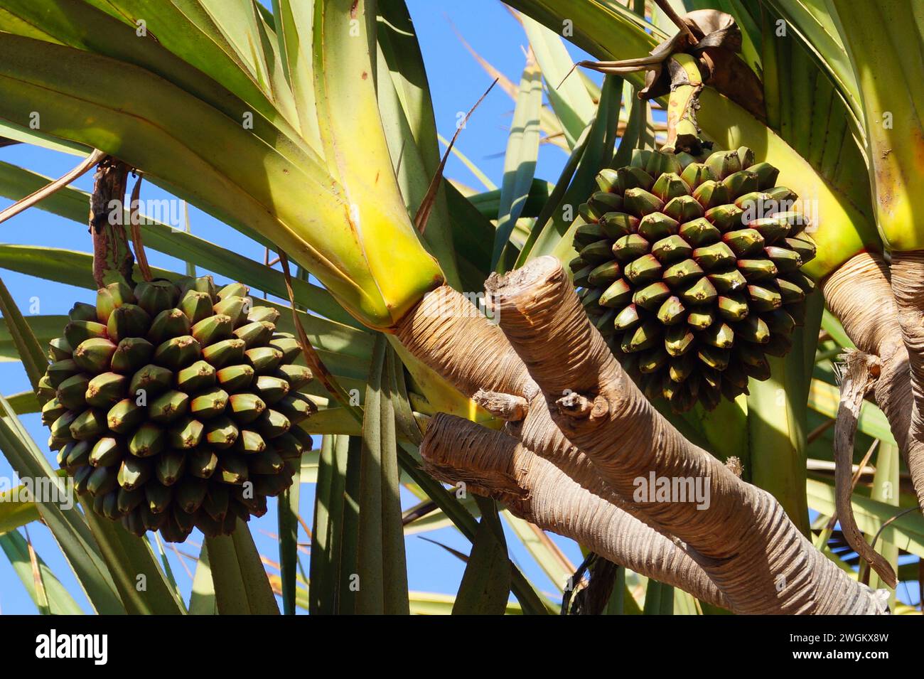 pahong, screw pine (Pandanus utilis), branch with fruits Stock Photo ...