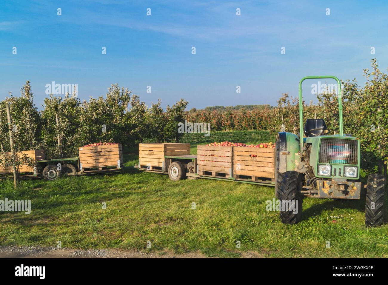 Apple Tree Malus Domestica Tractor With Harvested Apples In Large