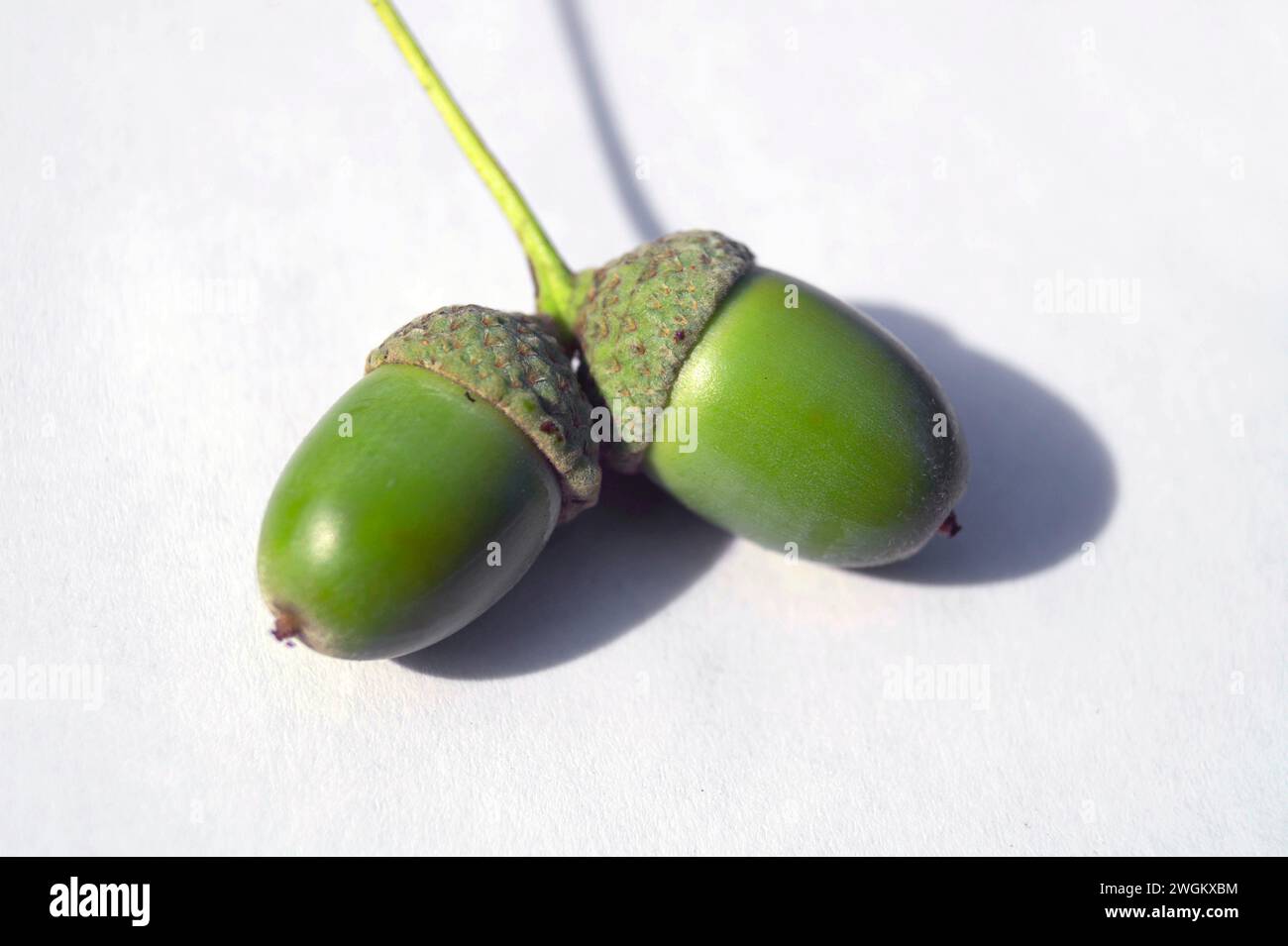 common oak, pedunculate oak, English oak (Quercus robur, Quercus ...