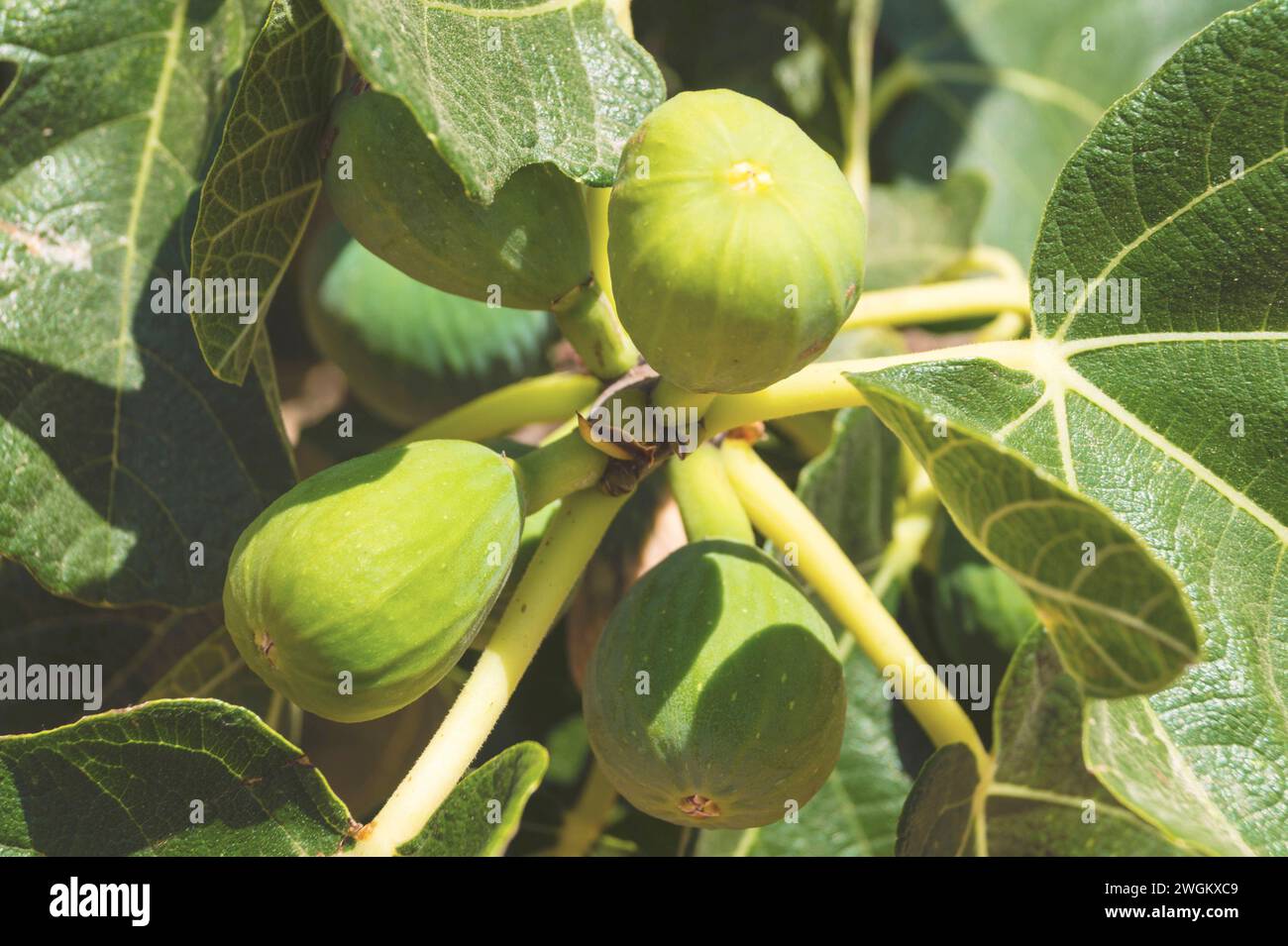 Edible fig, Common fig, Figtree (Ficus carica), figs on a tree Stock ...
